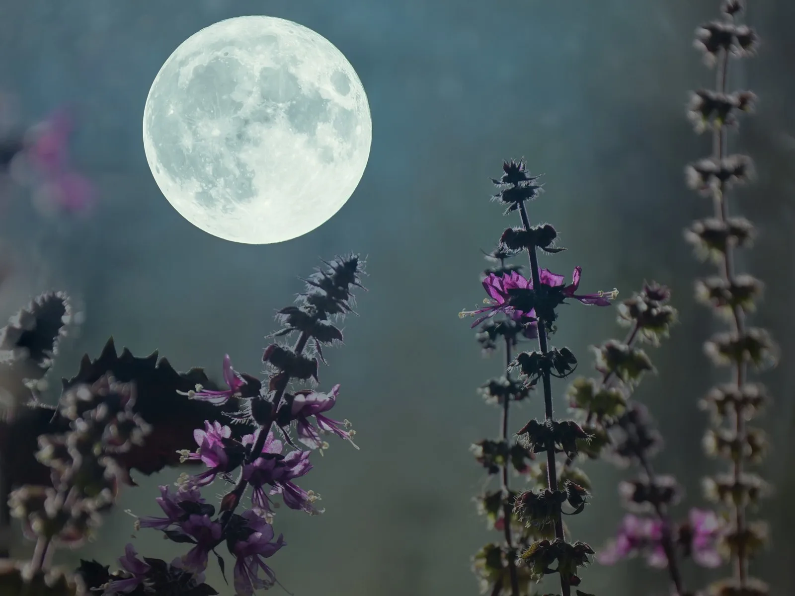 Lunar Gardening: Harnessing the Power of the Moon for Optimal Plant Growth